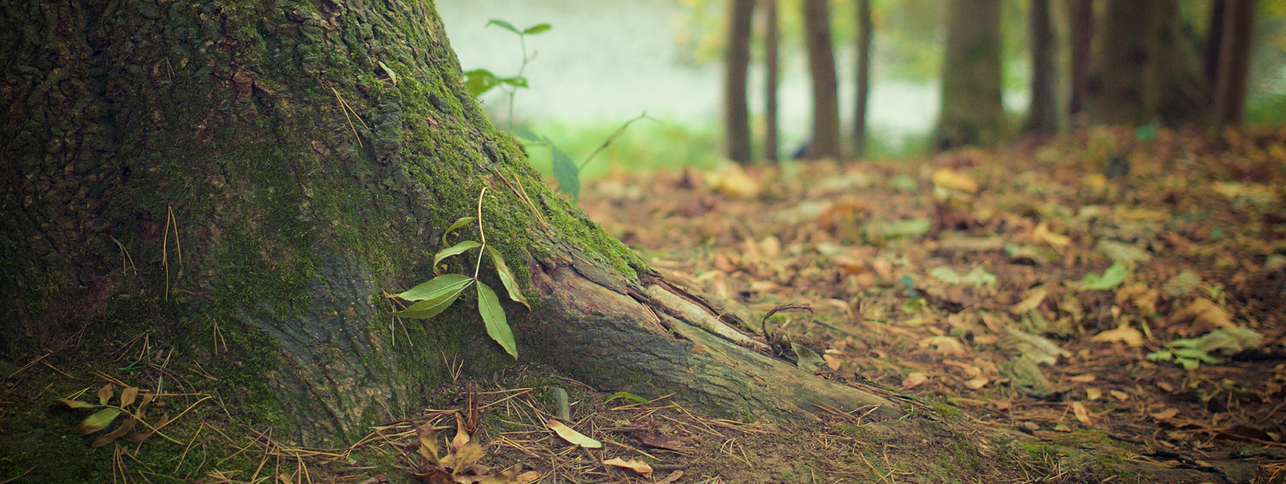 tree-trunk-root – Greater Northwest Area of The United Methodist Church
